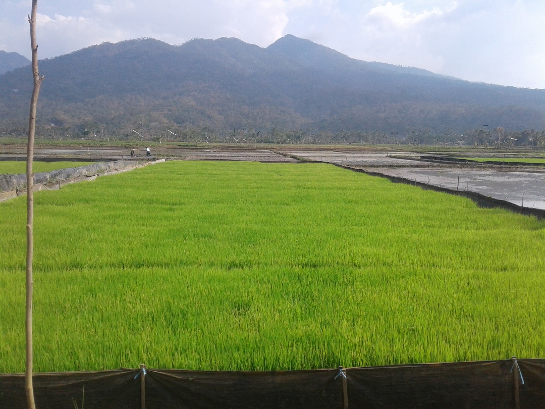 Selamat Datang di Situs Resmi Sido Muncul Pupuk Nusantara